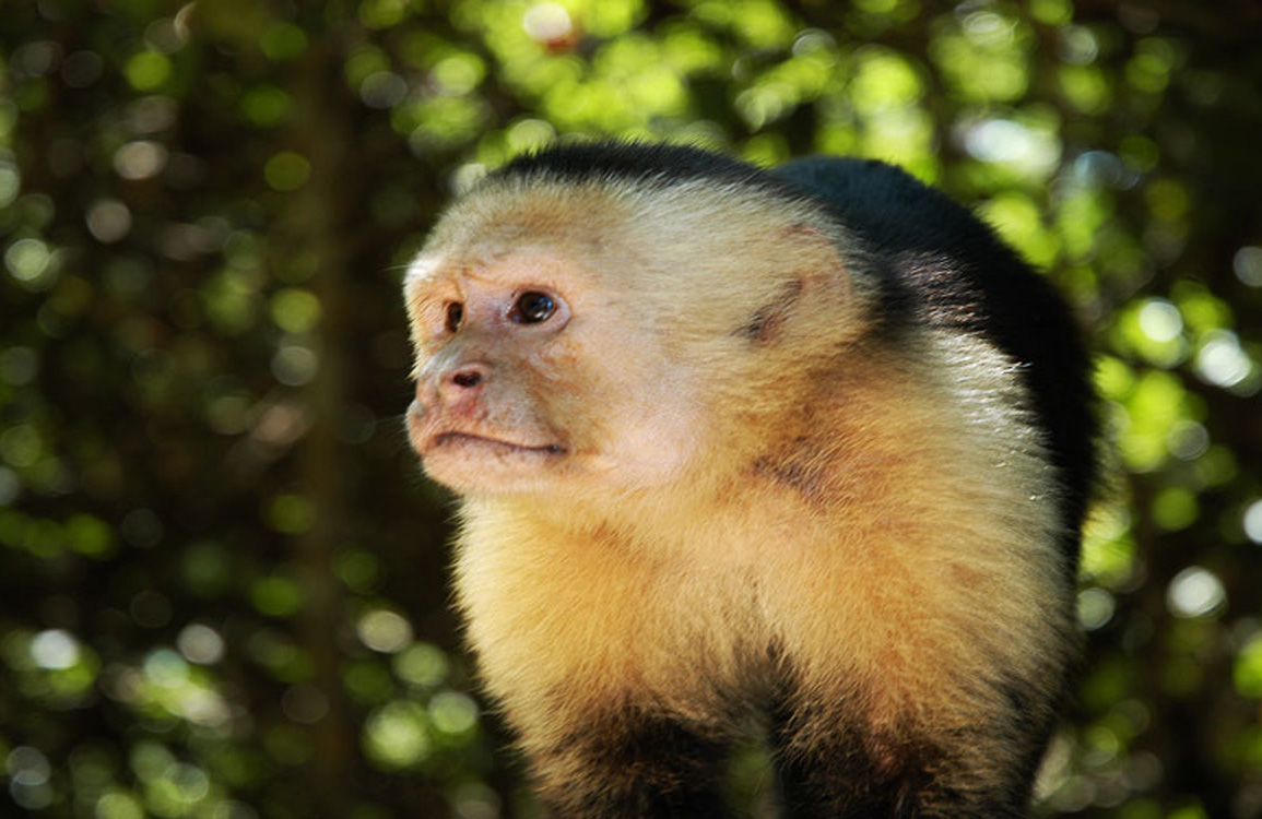 Ape Expectations | Pioneer Expeditions